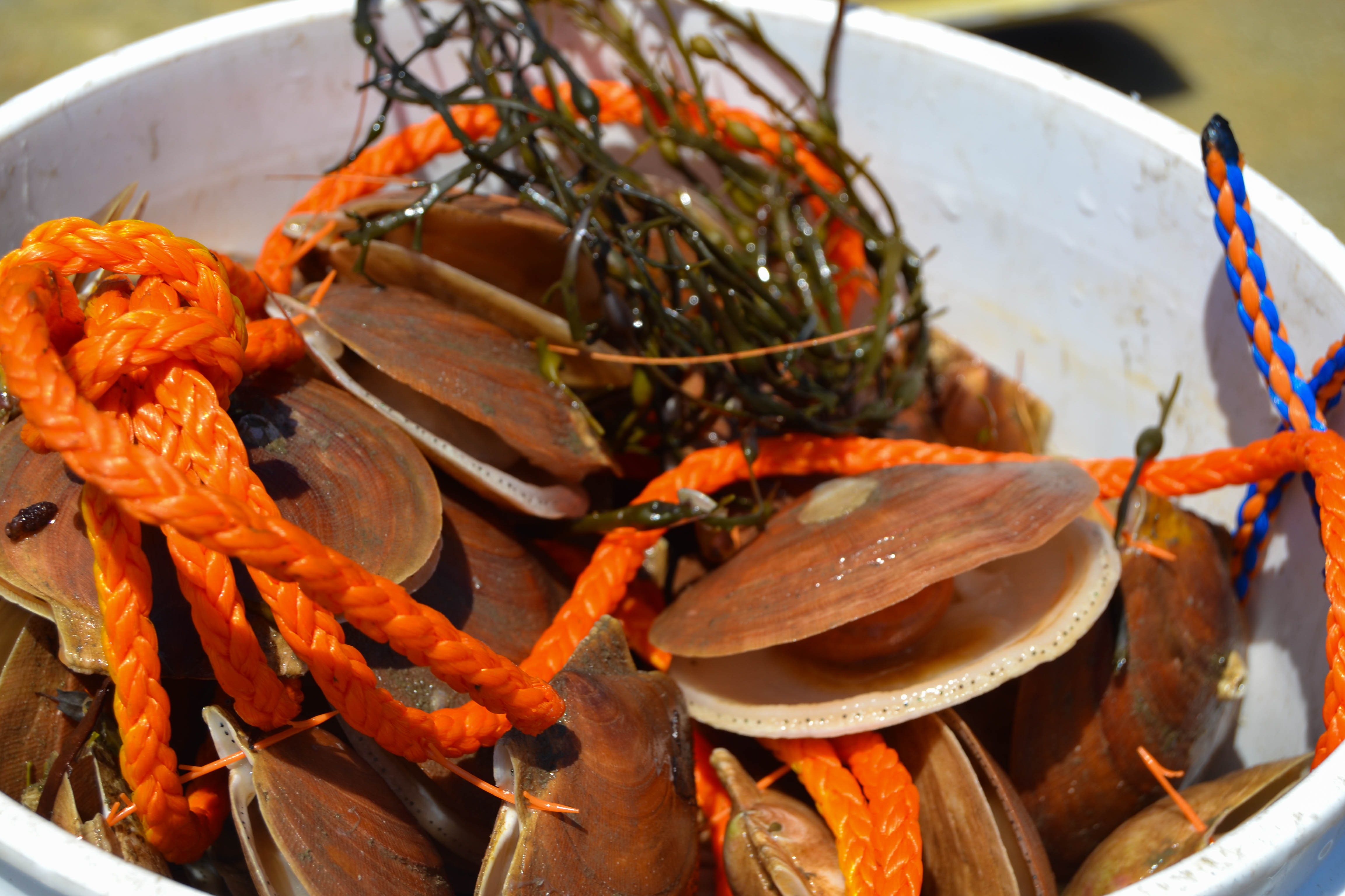Diving into Shellfish Aquaculture - Darling Marine Center - University ...
